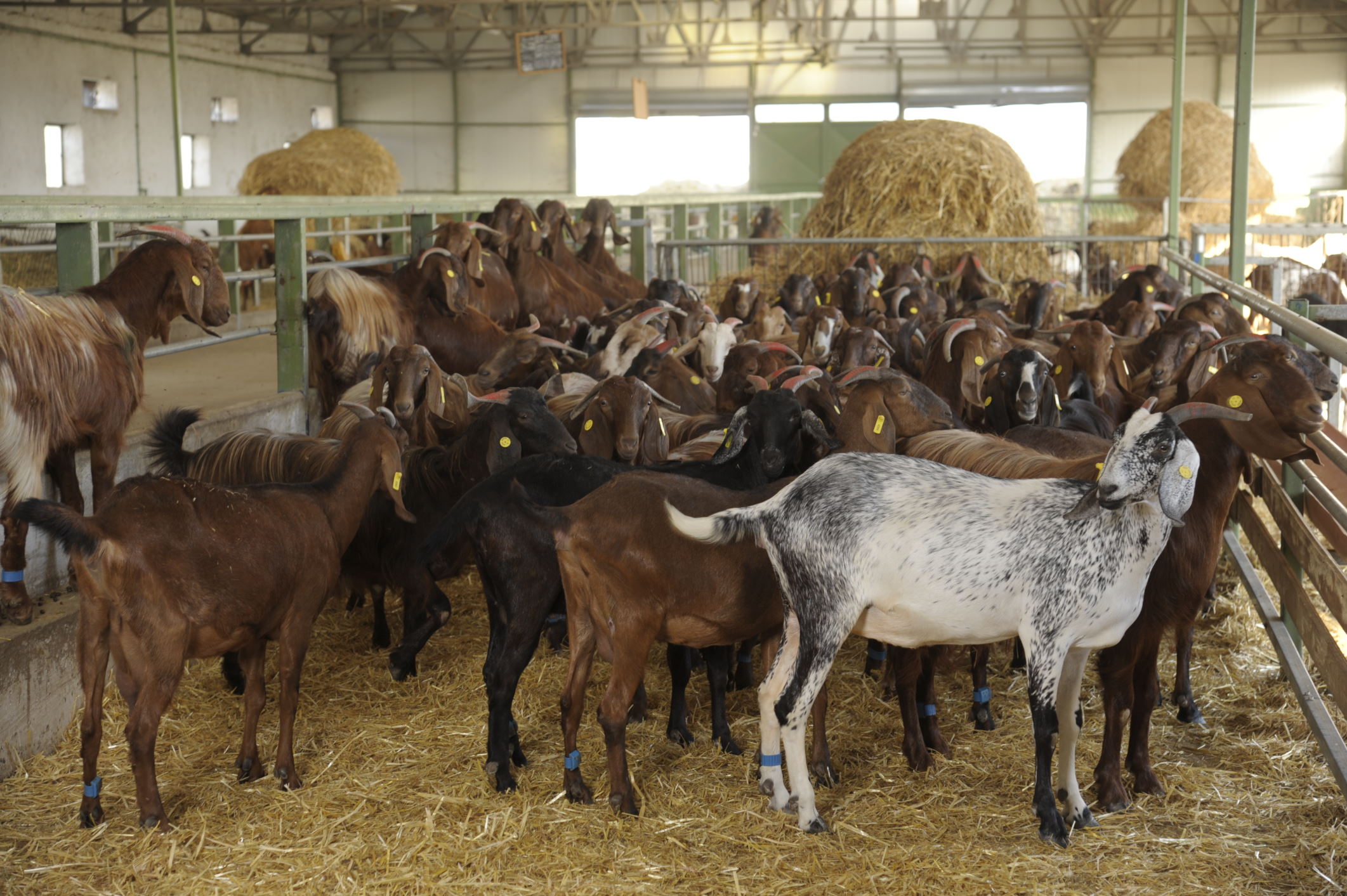 Boerderij 53000m2 inclusief plek en installaties voor max 2200 geiten ...